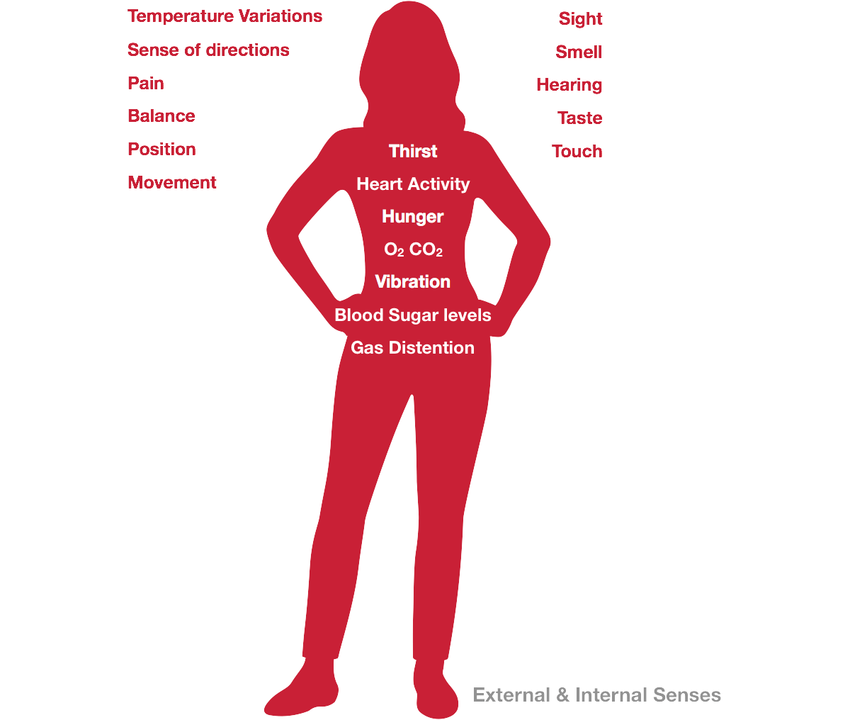 Visual Perception, in Humans, Animals, Machines, and Autonomous ...