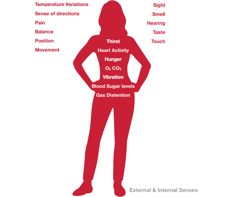 Visual Perception, in Humans, Animals, Machines, and Autonomous ...